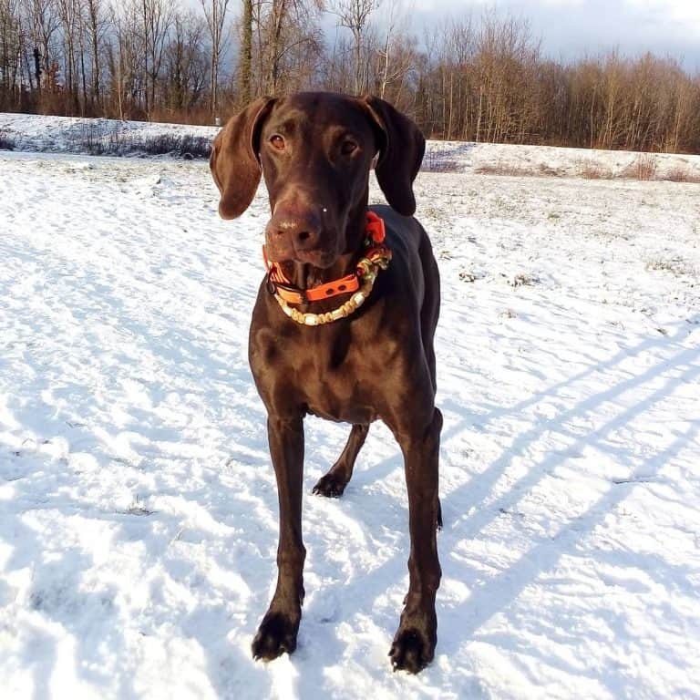 Meet the interesting Weimaraner mixes of the canine world - K9 Web