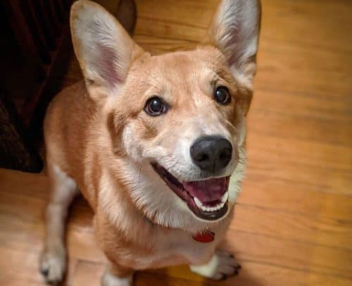 Shiba Inu Mixes: 30 Different Shiba Dog Crossbreeds - K9 Web