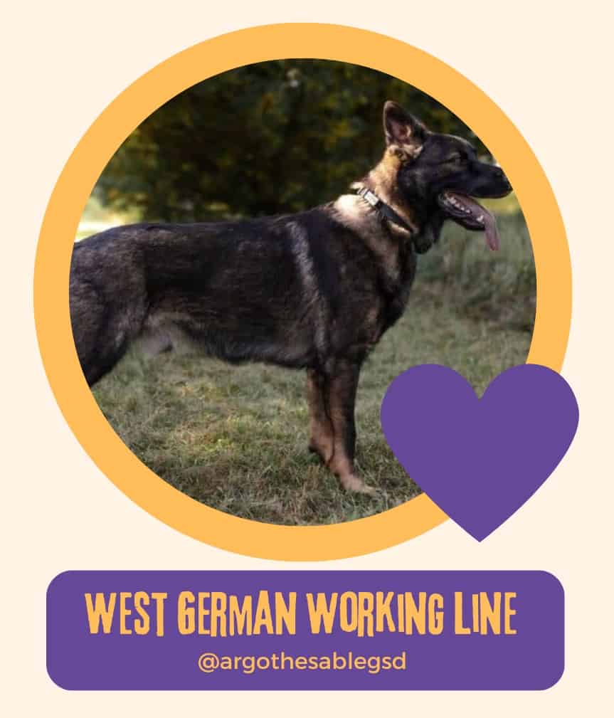 Types of German Shepherds: 5 Different Types of GSD Lines - K9 Web