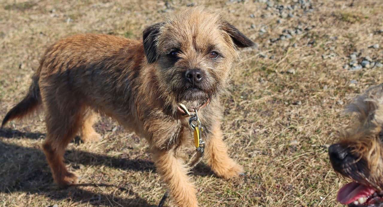 Border Terrier: All You Need to Know About the Fox Hunting Worker Dog ...