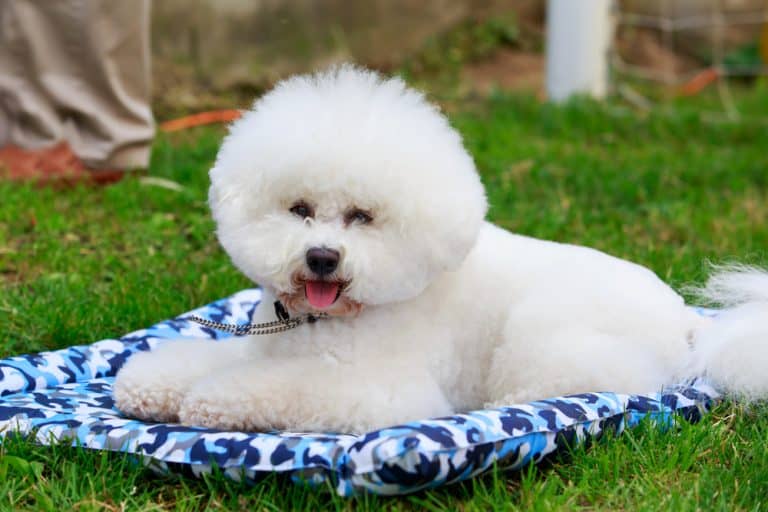 Bichon Frise Mixes: 20 Different Pom Crossbreeds - K9 Web