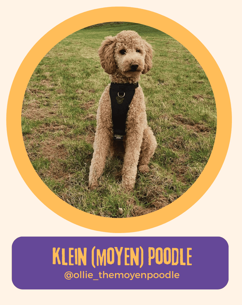 Types of Poodles: 5 Different Types of Poodle Dogs - K9 Web