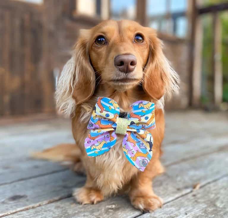 Miniature Dachshund Dog Breed Guide and Pictures - K9 Web