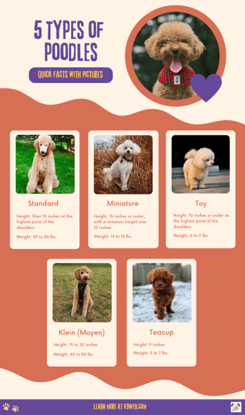 Types of Poodles: 5 Different Types of Poodle Dogs - K9 Web