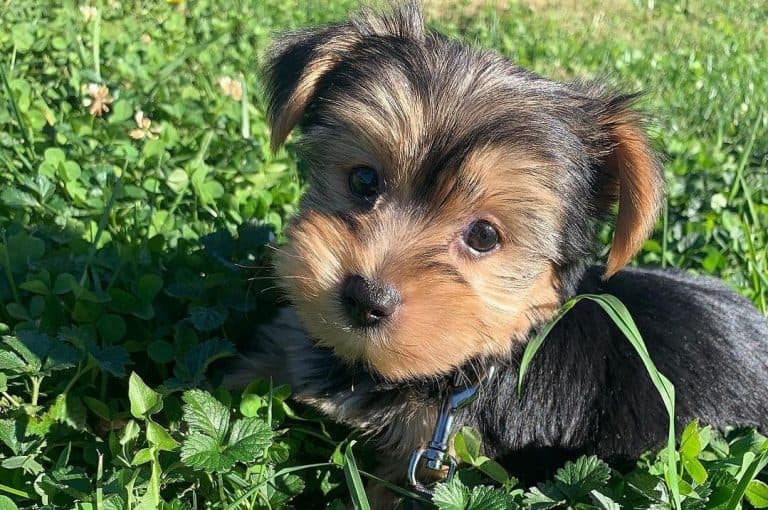 Types of Yorkies: 2 Different Types of Yorkie Dogs - K9 Web
