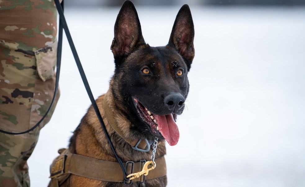 The Best Military Dog Names: Pick One of 400+ Names - K9 Web