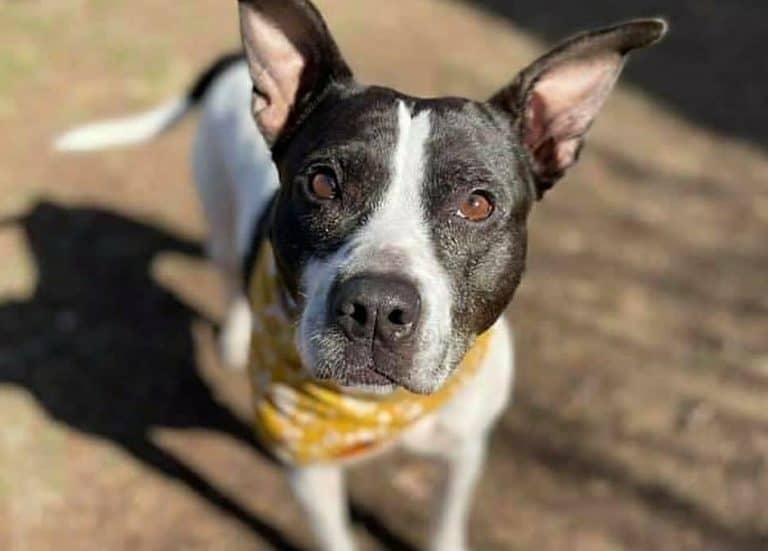 Rat Terrier Mixes: 20 Different Rattie Crossbreeds - K9 Web