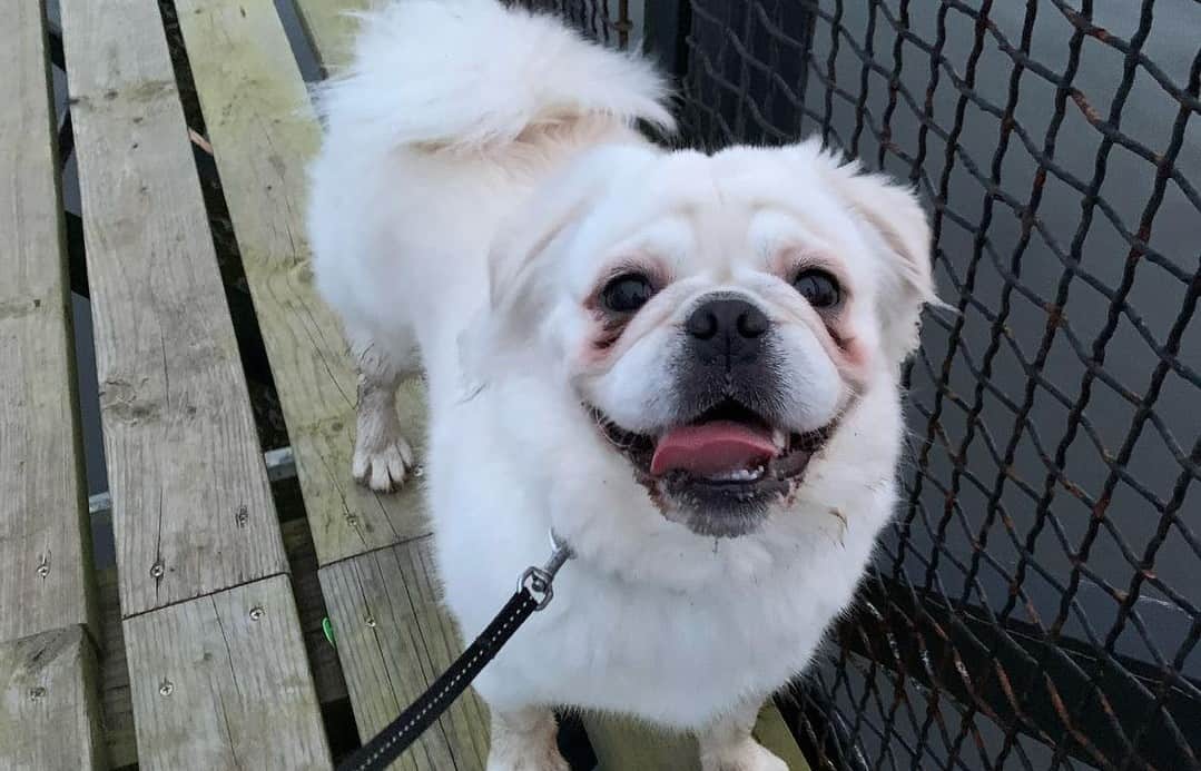 Bichon Frise Mixes: 20 Different Pom Crossbreeds - K9 Web