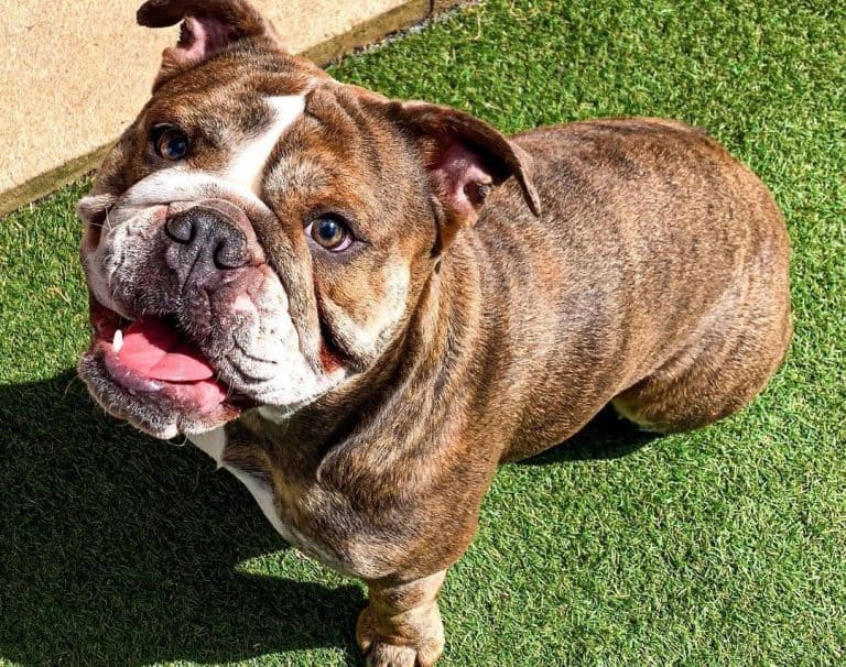 Types of Bulldogs: 15 Different Types of Bulldog Dogs - K9 Web