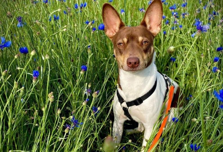 Rat Terrier Mixes: 20 Different Rattie Crossbreeds - K9 Web