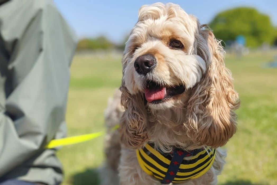 Everything You Need to Know About the Amazing American Cocker Spaniel ...