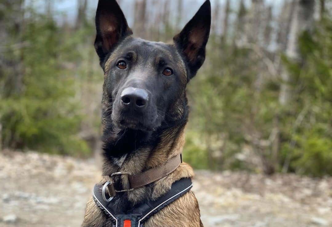 The Best Military Dog Names Pick One Of 400 Names K9 Web the-best-military-dog-names-pick-one-of-400-names-k9-web