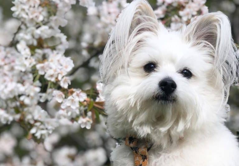 Bichon Frise Mixes: 20 Different Pom Crossbreeds - K9 Web