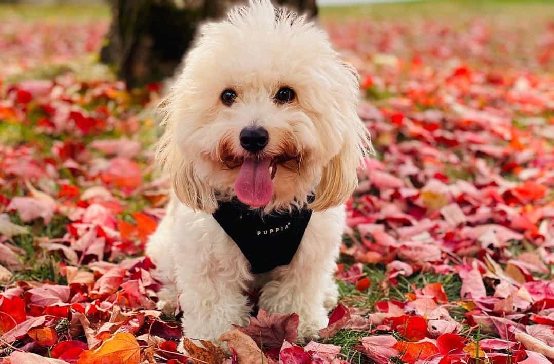 Bichon Frise Mixes: 20 Different Pom Crossbreeds - K9 Web