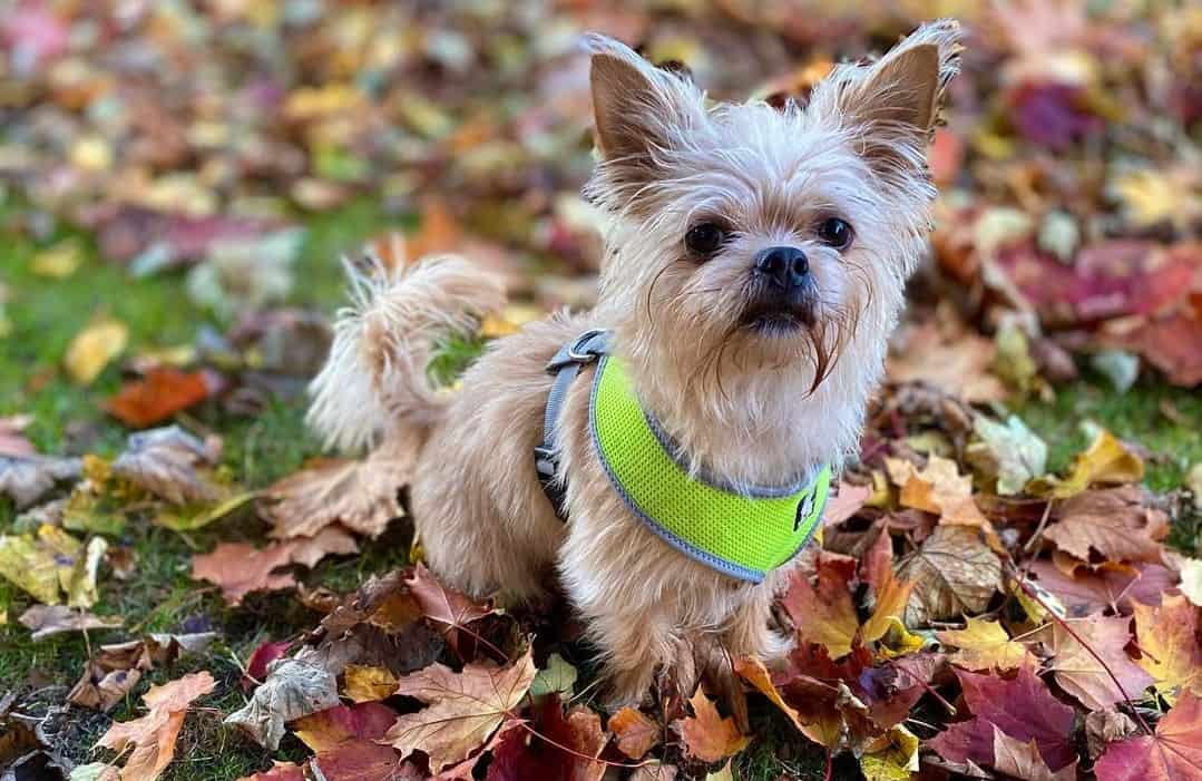 Lhasa Apso Mixes: 20 Different Great Dane Crossbreeds - K9 Web