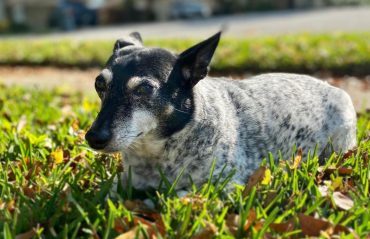 Rat Terrier Mixes: 20 Different Rattie Crossbreeds - K9 Web