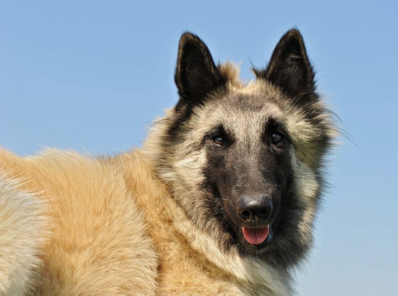 Belgian Shepherd Tervuren Mix