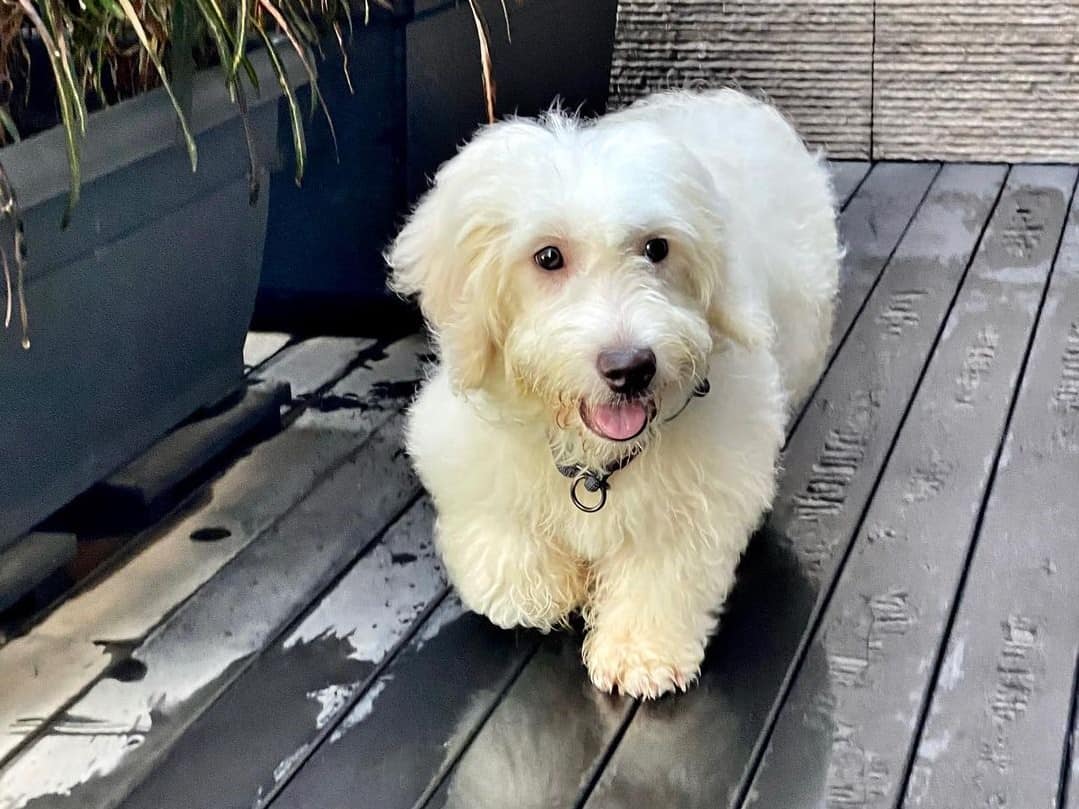 Bichon Frise Mixes: 20 Different Pom Crossbreeds - K9 Web