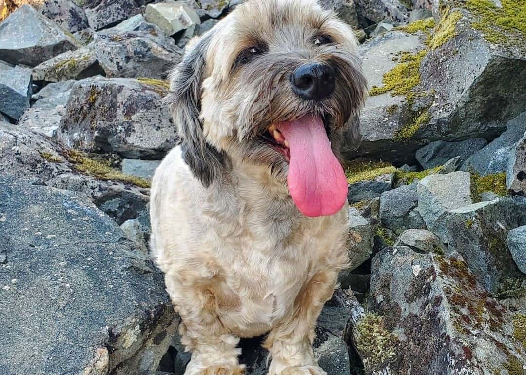 Lhasa Apso Mixes: 20 Different Great Dane Crossbreeds - K9 Web