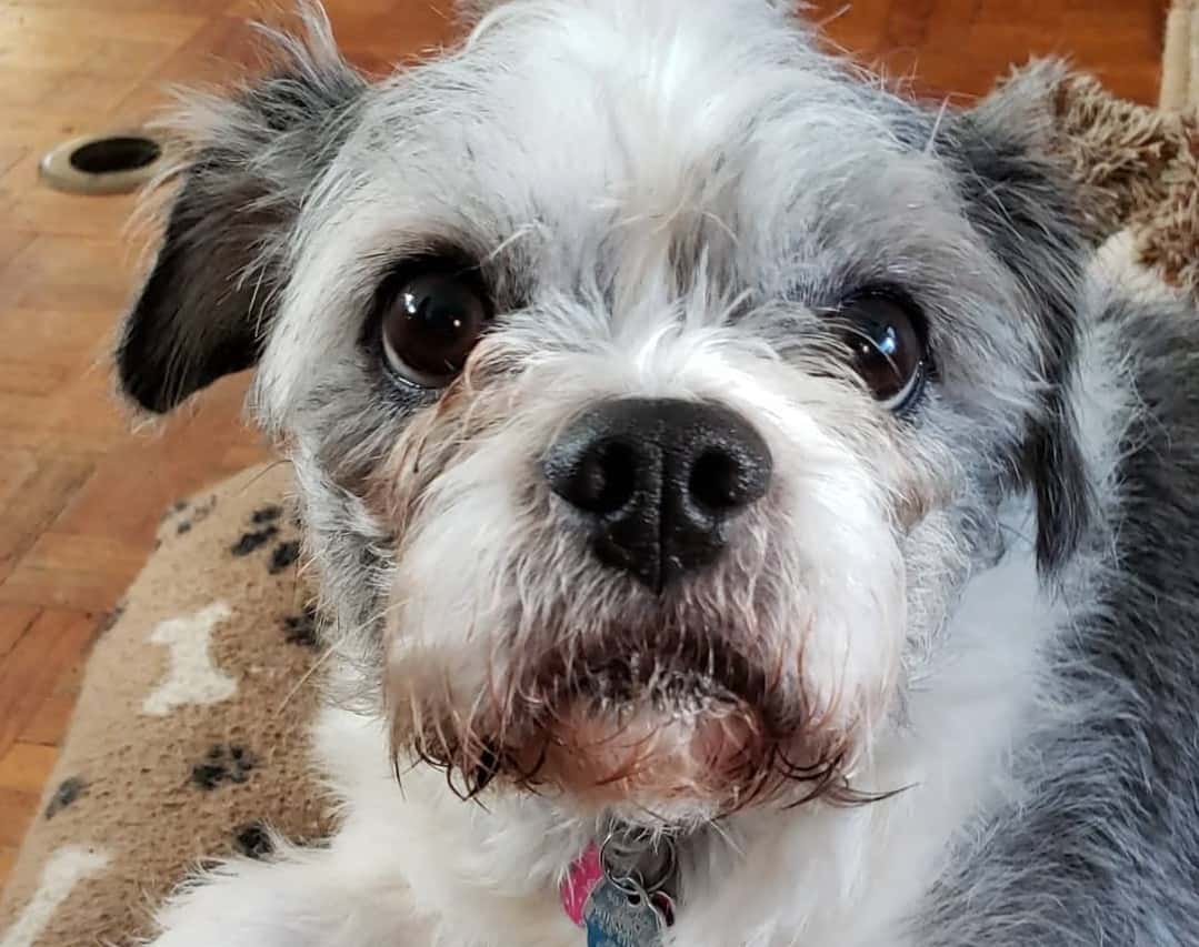 Lhasa Apso Mixes: 20 Different Great Dane Crossbreeds - K9 Web