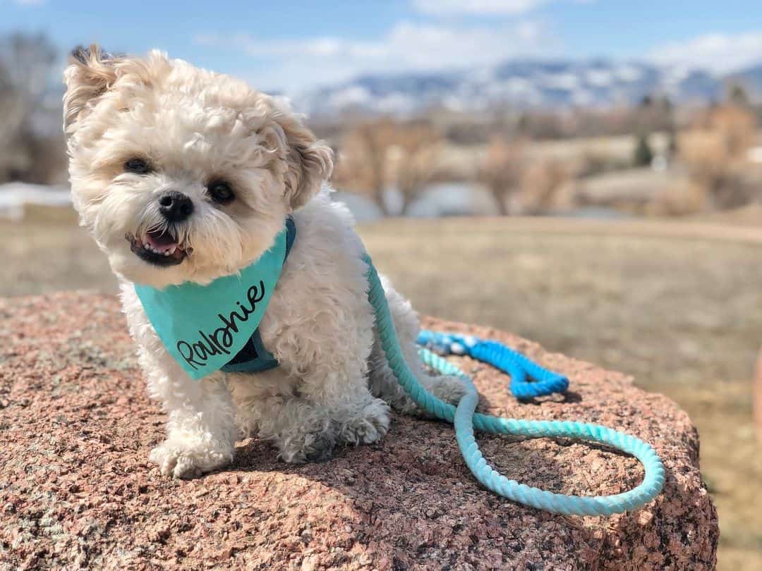 Bichon Frise Mixes: 20 Different Pom Crossbreeds - K9 Web