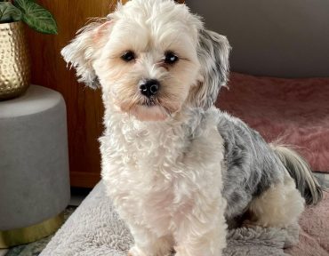 Lhasa Apso Mixes: 20 Different Great Dane Crossbreeds - K9 Web