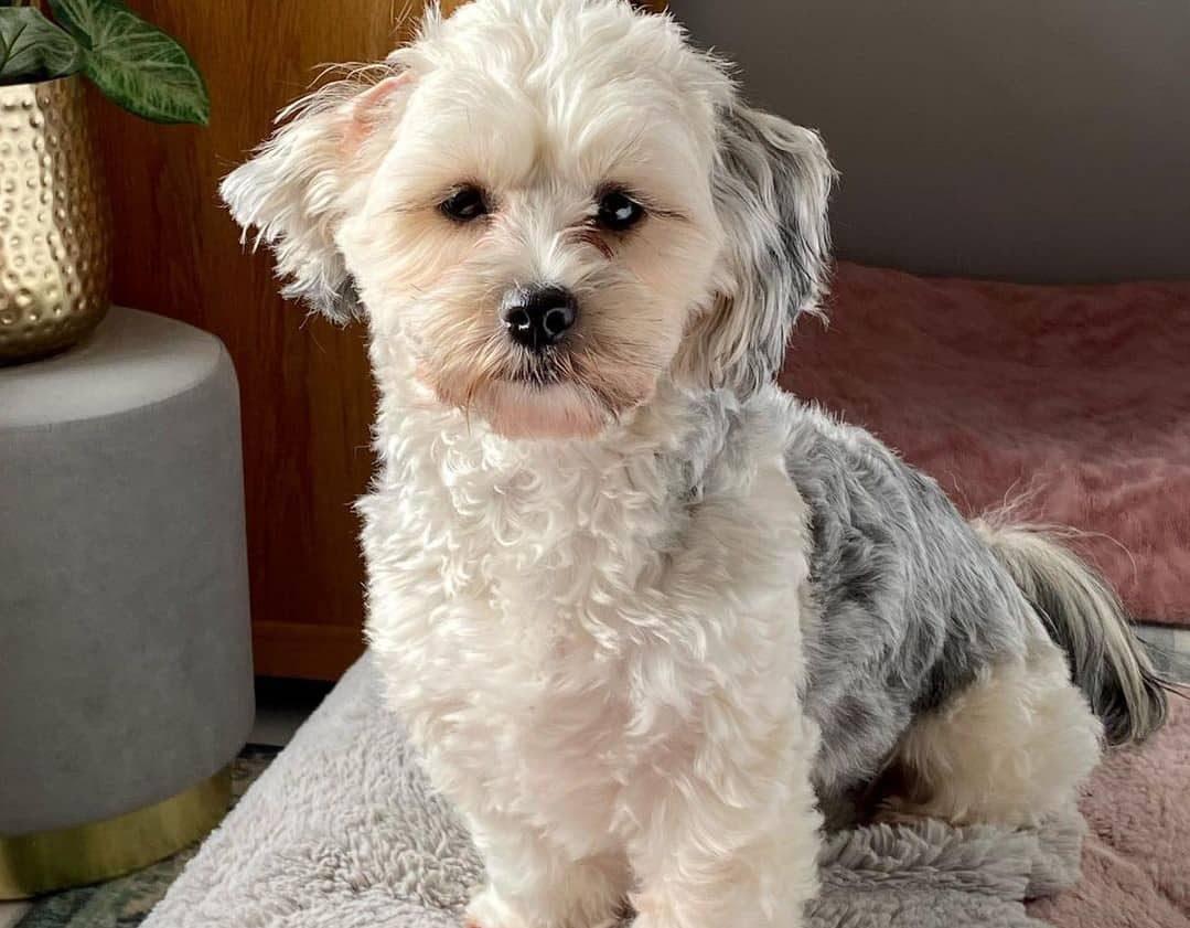 Lhasa Apso Mixes: 20 Different Great Dane Crossbreeds - K9 Web