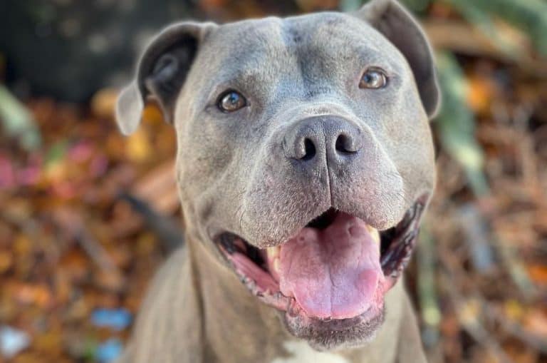 Best Pitbull Names: Picking the Perfect Name For Your Pittie - K9 Web
