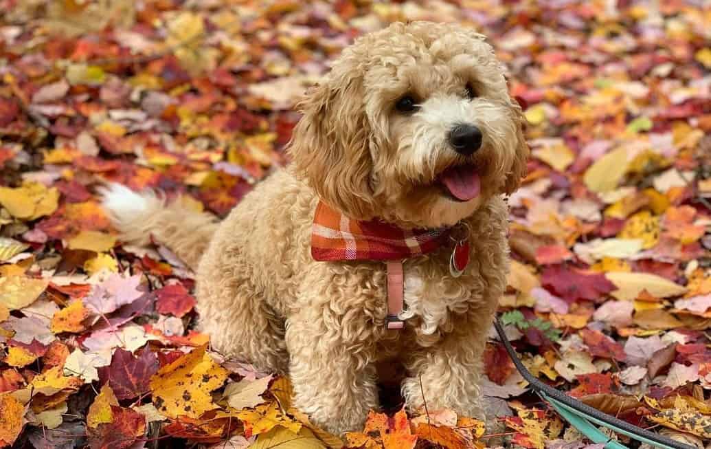 Bichon Frise Mixes: 20 Different Pom Crossbreeds - K9 Web