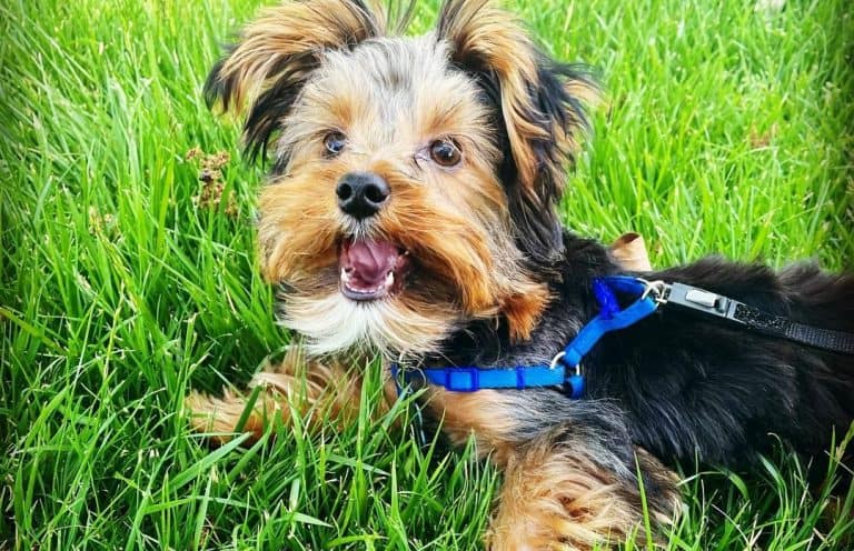 Types of Yorkies: 2 Different Types of Yorkie Dogs - K9 Web