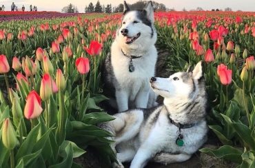 Types of Huskies: 12 Different Types of Husky Dogs - K9 Web