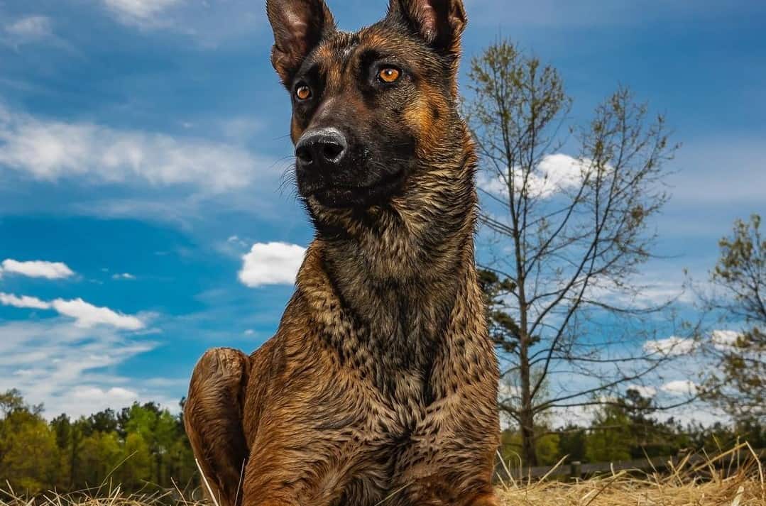 The Best Military Dog Names: Pick One of 400+ Names - K9 Web