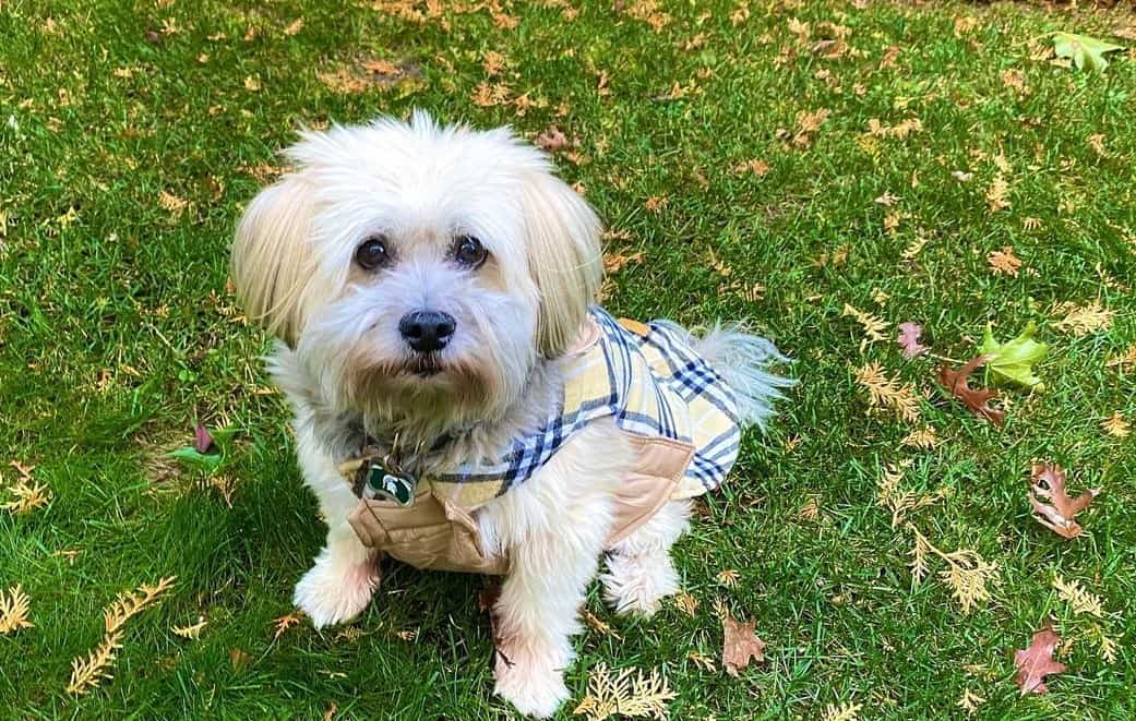 Lhasa Apso Mixes: 20 Different Great Dane Crossbreeds - K9 Web