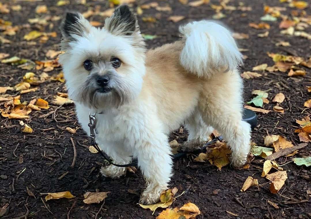 Lhasa Apso Mixes: 20 Different Great Dane Crossbreeds - K9 Web