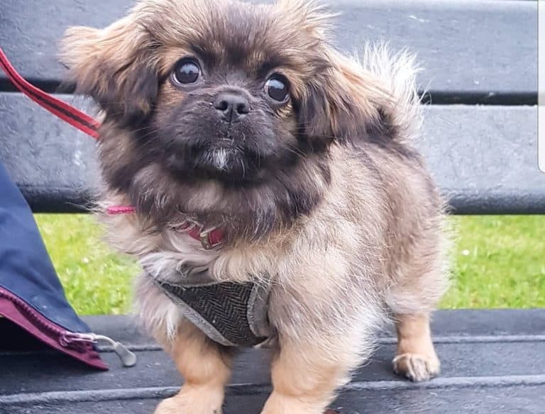 Lhasa Apso Mixes: 20 Different Great Dane Crossbreeds - K9 Web