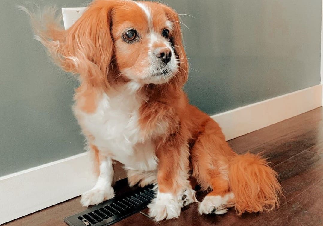 Lhasa Apso Mixes: 20 Different Great Dane Crossbreeds - K9 Web