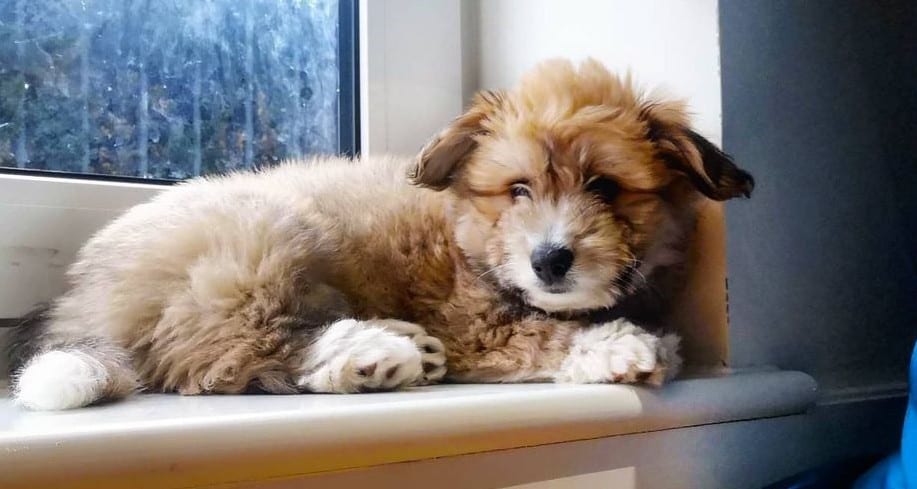 Bichon Frise Mixes: 20 Different Pom Crossbreeds - K9 Web