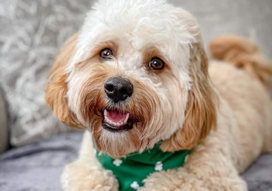 Bichon Frise Mixes: 20 Different Pom Crossbreeds - K9 Web