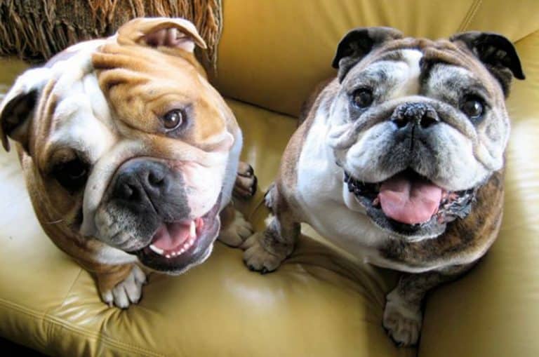 Types of Bulldogs: 15 Different Types of Bulldog Dogs - K9 Web