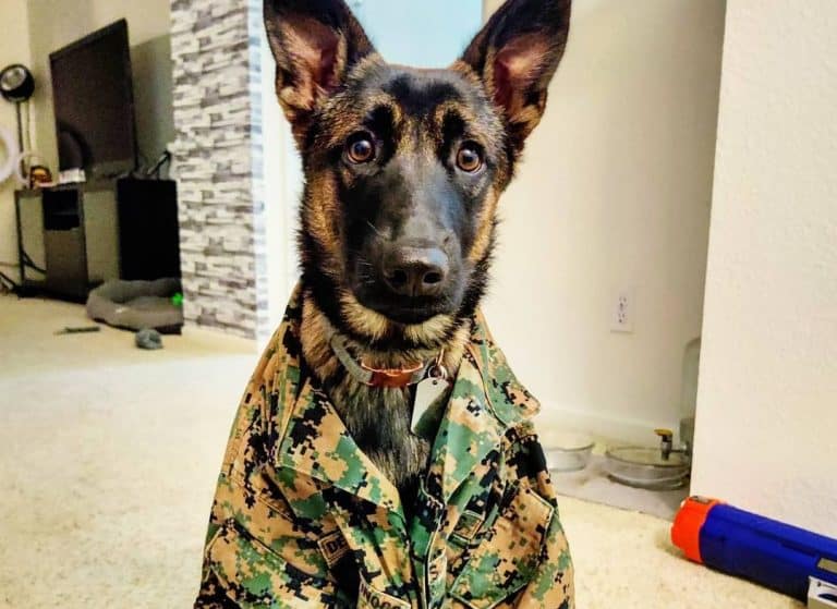 The Best Military Dog Names: Pick One of 400+ Names - K9 Web