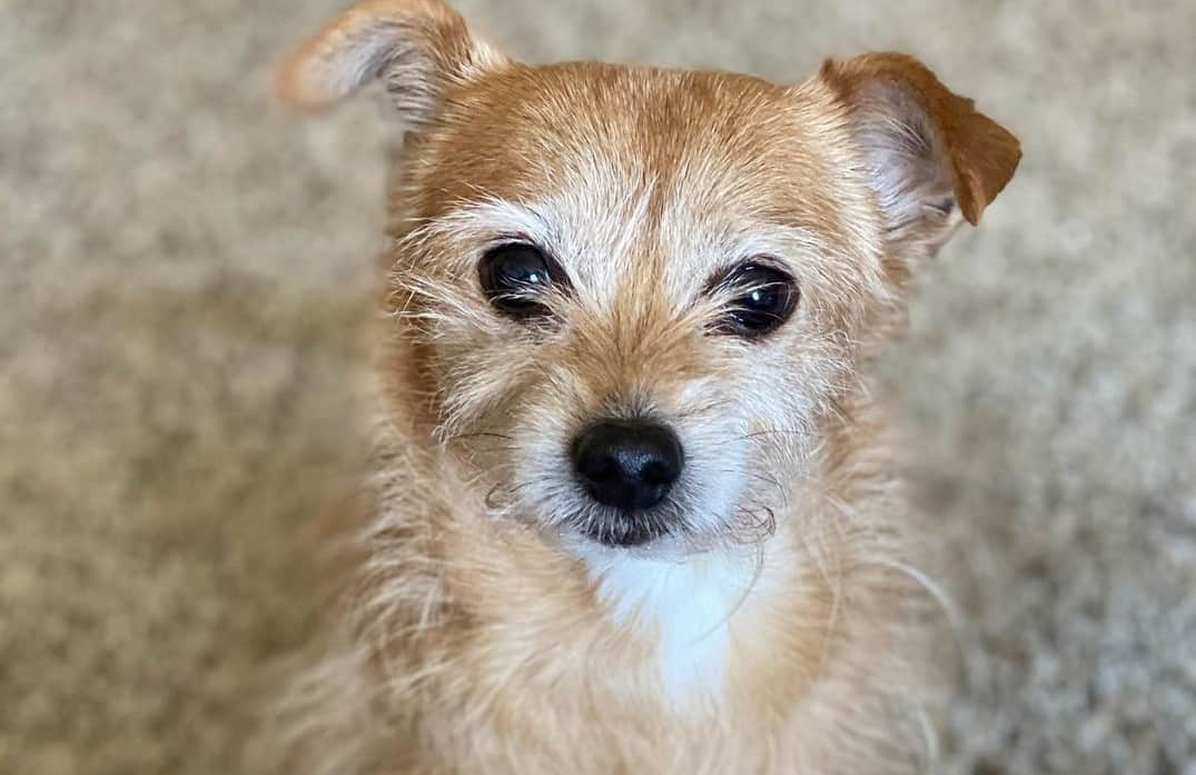 Meet The Norfolk Terrier: A Fearless & Fun Dog Breed - K9 Web