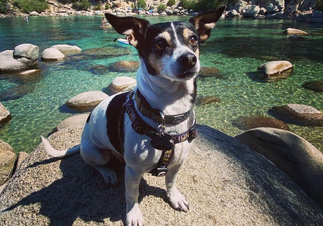Rat Terrier Mixes: 20 Different Rattie Crossbreeds - K9 Web