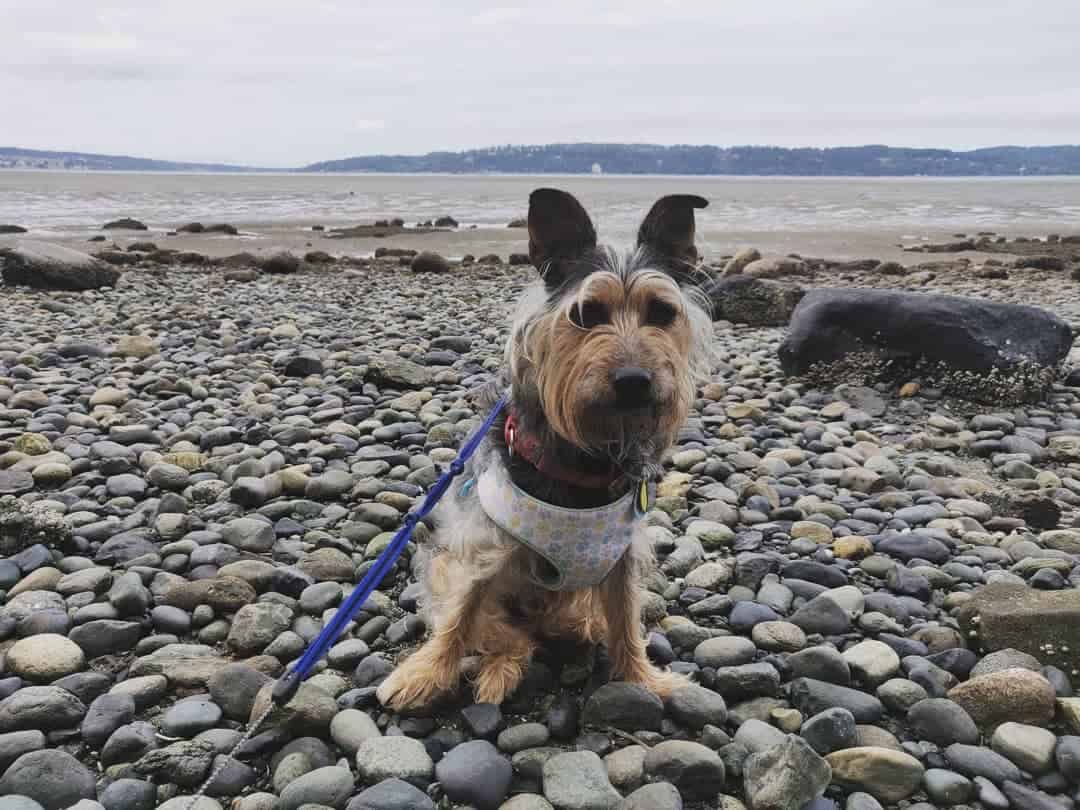 Rat Terrier Mixes: 20 Different Rattie Crossbreeds - K9 Web