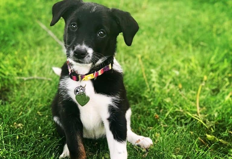 Rat Terrier Mixes: 20 Different Rattie Crossbreeds - K9 Web