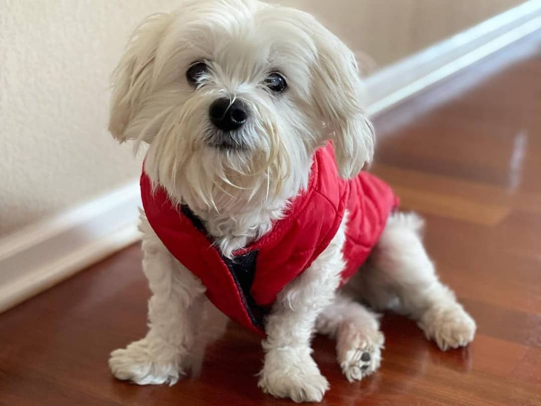 Lhasa Apso Mixes: 20 Different Great Dane Crossbreeds - K9 Web