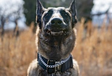 The Best Military Dog Names: Pick One of 400+ Names - K9 Web