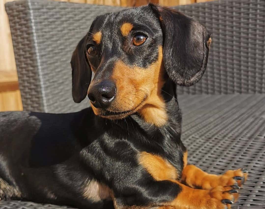Types of Dachshunds: 3 Different Types of Doxie Dogs - K9 Web