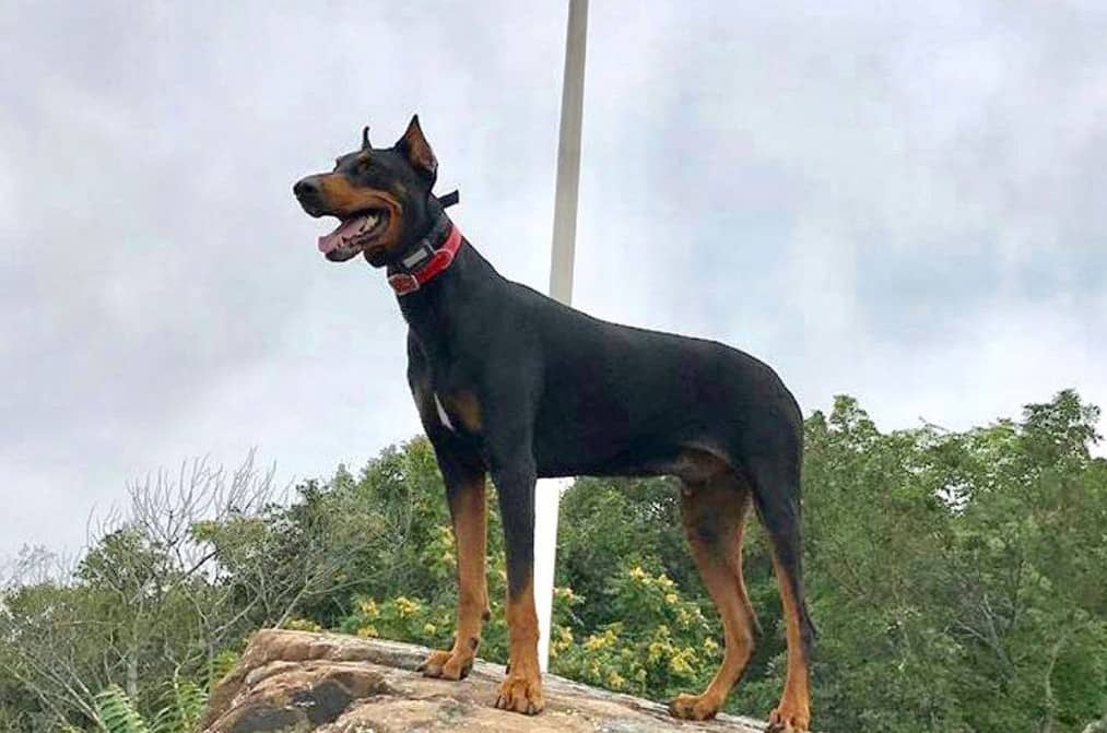 The Best Military Dog Names: Pick One of 400+ Names - K9 Web