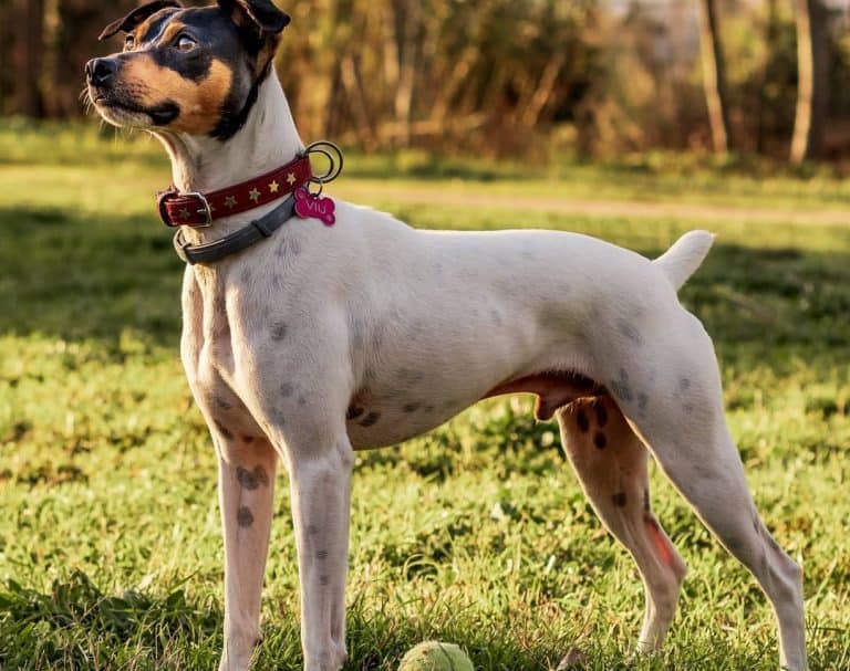 Rat Terrier Mixes: 20 Different Rattie Crossbreeds - K9 Web