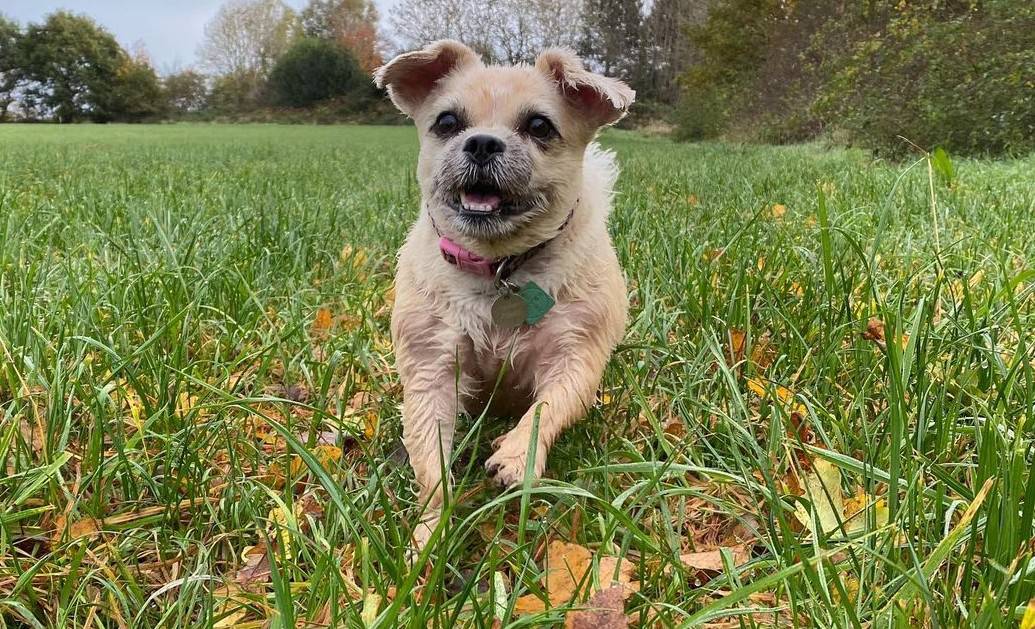 Lhasa Apso Mixes: 20 Different Great Dane Crossbreeds - K9 Web